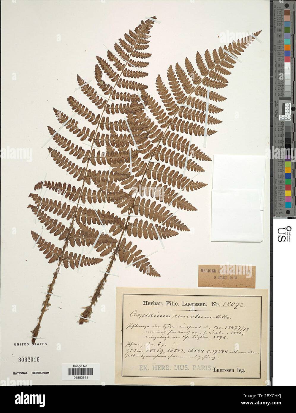 Dryopteris remota A Braun Hayek Dryopteris remota A Braun Hayek Stock ...
