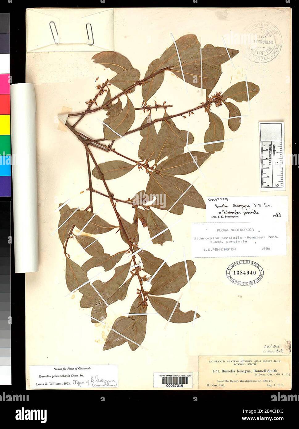 Bumelia leiogyna Donn Sm Bumelia leiogyna Donn Sm Stock Photo - Alamy
