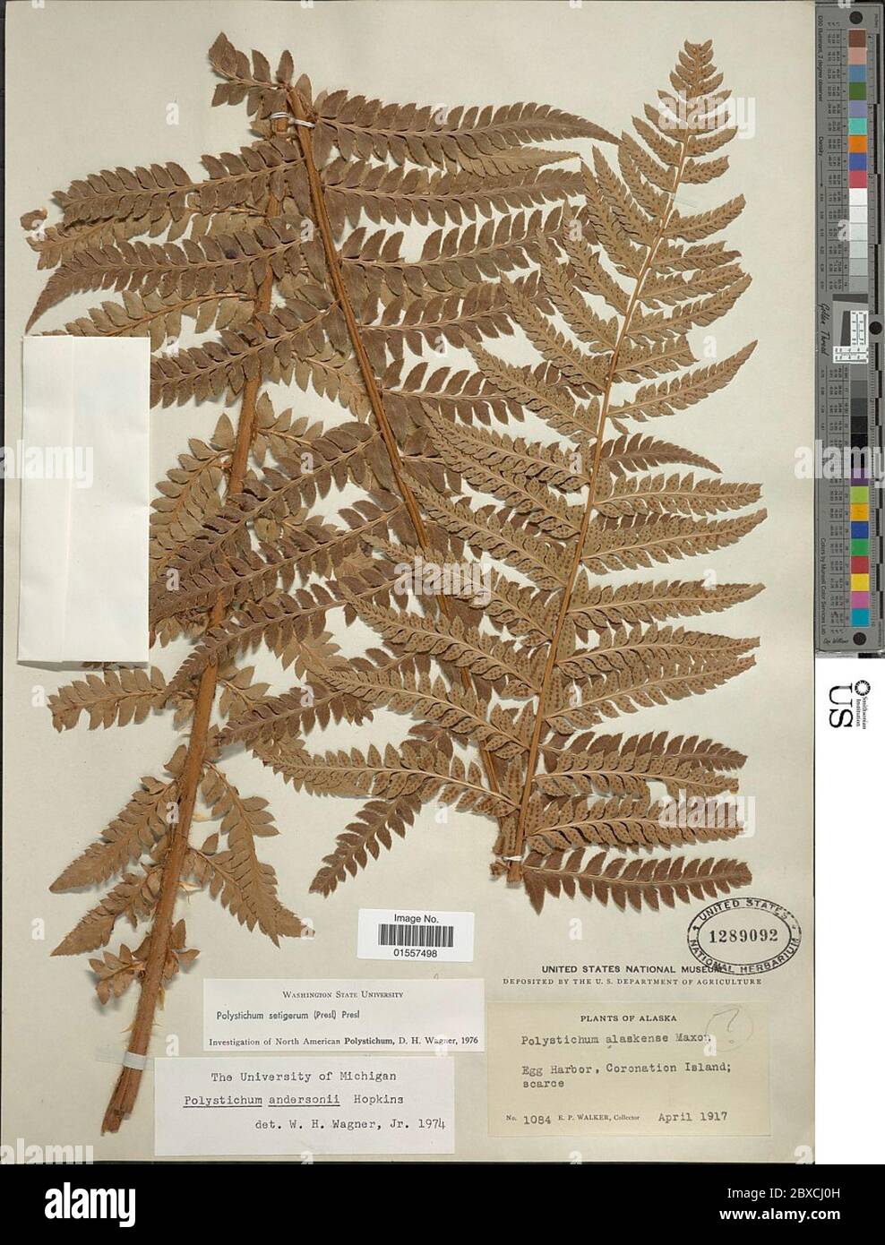Polystichum setigerum C Presl C Presl Polystichum setigerum C Presl C ...