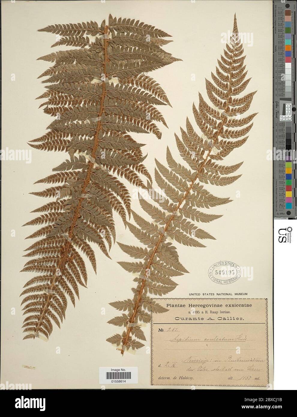 Polystichum aculeatum Polystichum aculeatum Stock Photo - Alamy
