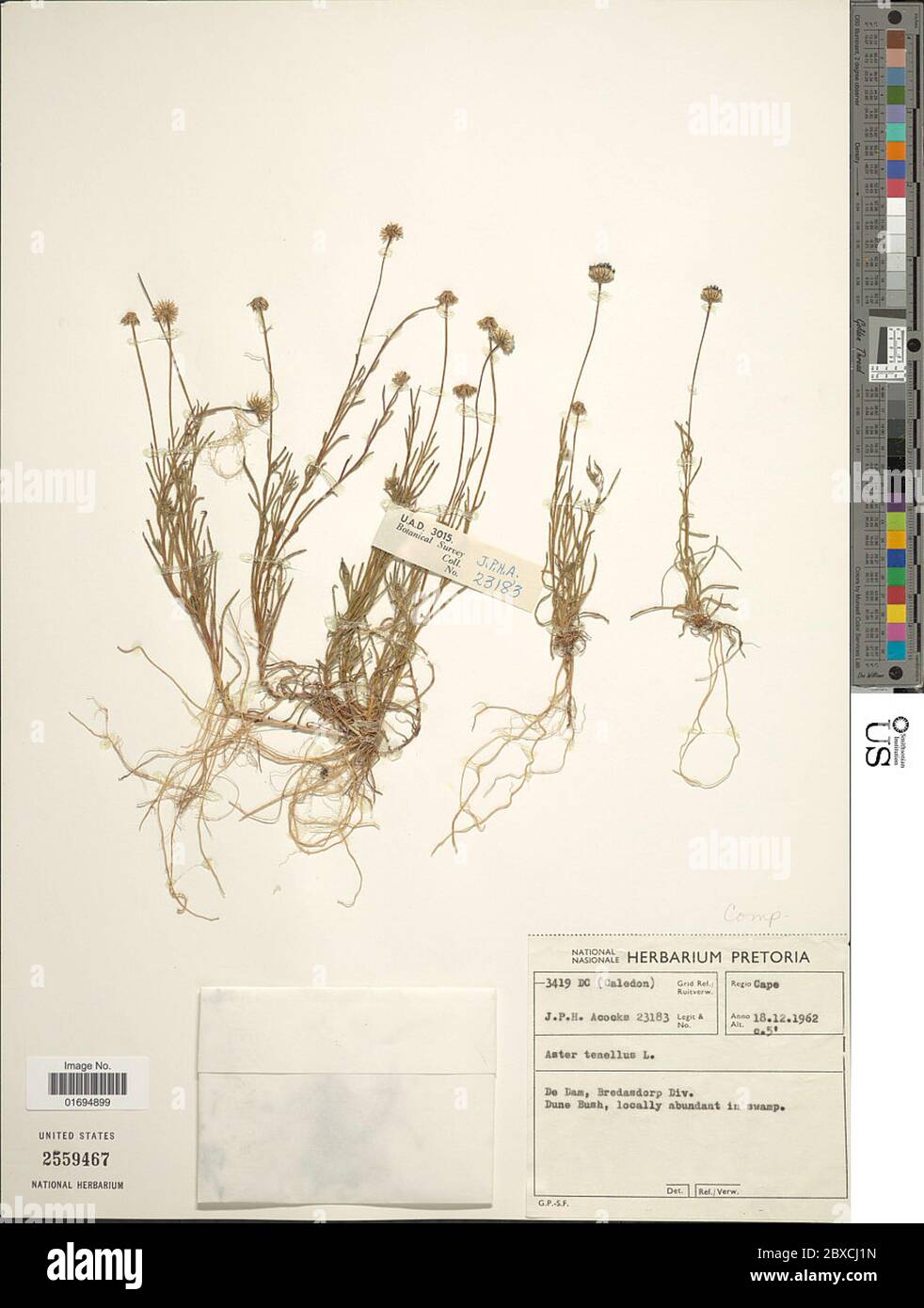 L tenella hi-res stock photography and images - Alamy