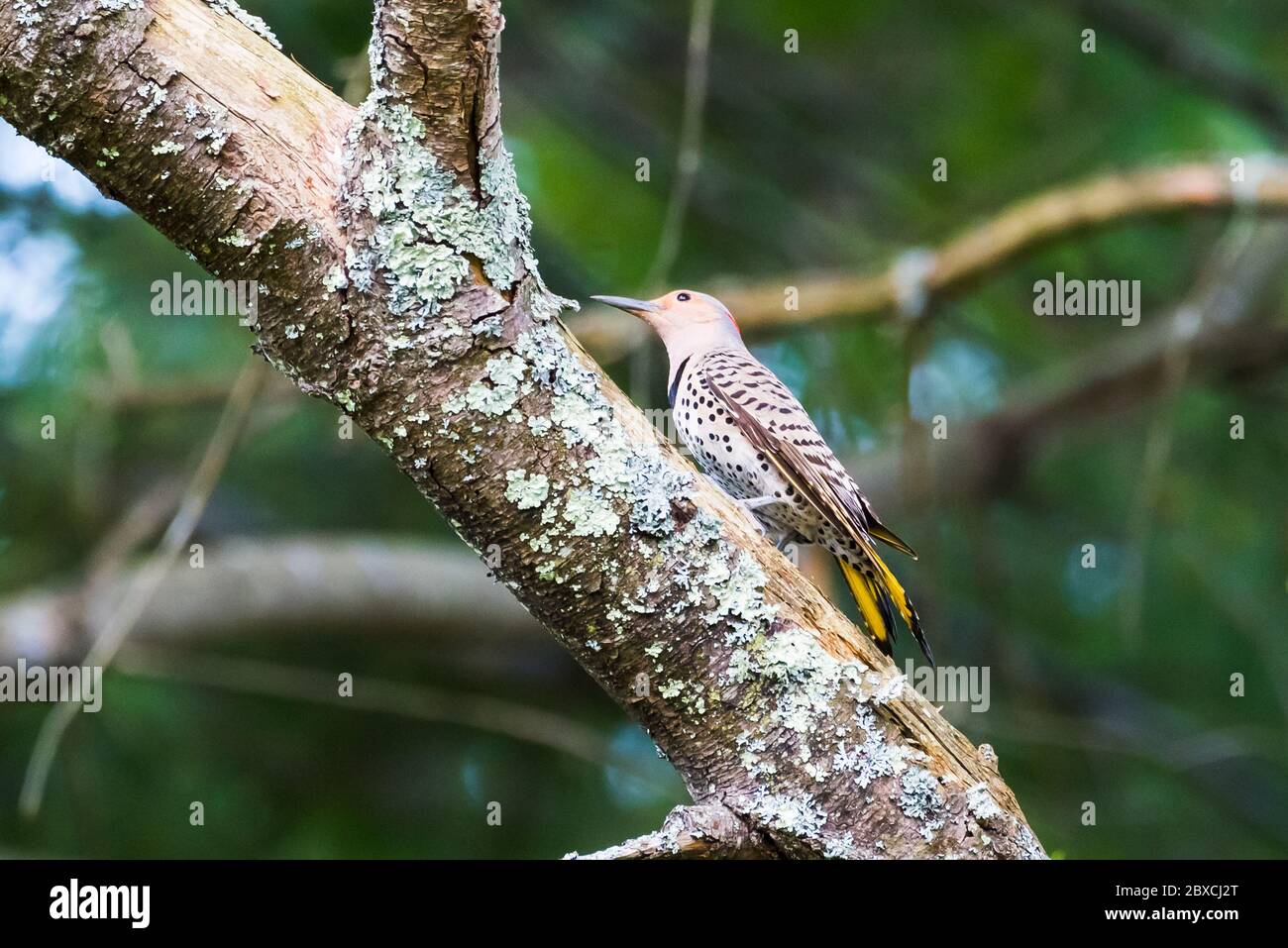 Female Yellow-Shafted Northern Flicker climbing up a moss covered tree ...