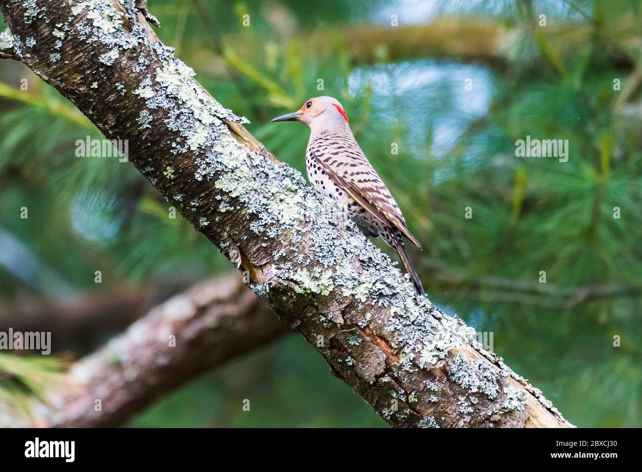 Female Yellow-Shafted Northern Flicker climbing up a moss covered tree ...
