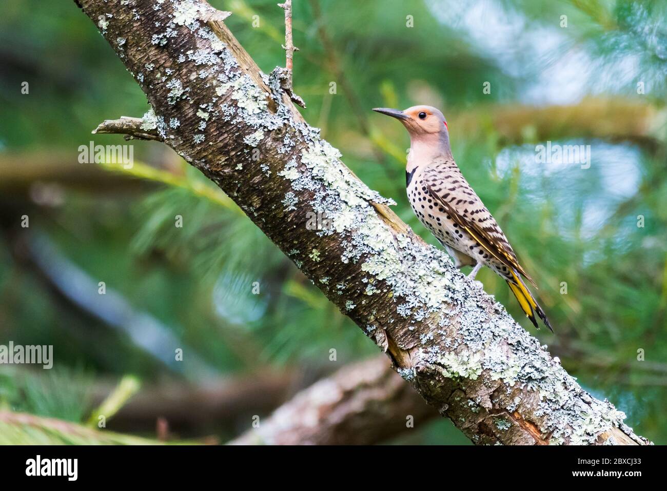 Female Yellow-Shafted Northern Flicker climbing up a moss covered tree ...