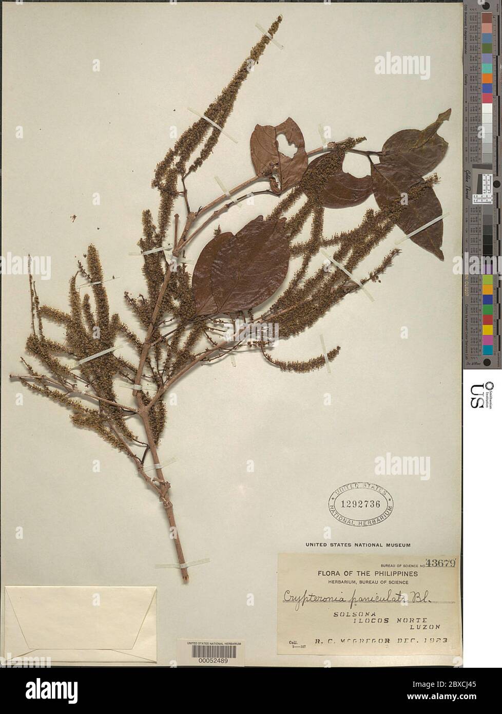 Crypteronia paniculata Blume Crypteronia paniculata Blume Stock Photo ...