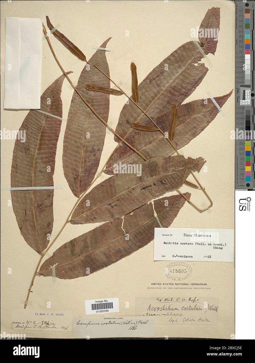 Bolbitis costata Wall ex Hook Ching Bolbitis costata Wall ex Hook Ching ...