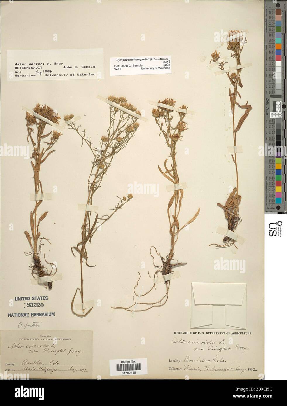 Symphyotrichum porteri Symphyotrichum porteri Stock Photo - Alamy