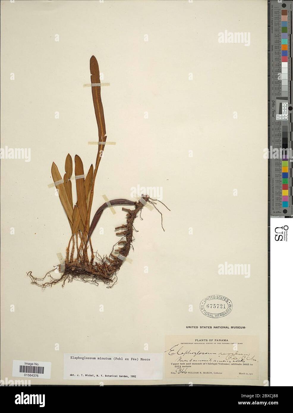 Elaphoglossum miniatum Christ Christ Elaphoglossum miniatum Christ ...