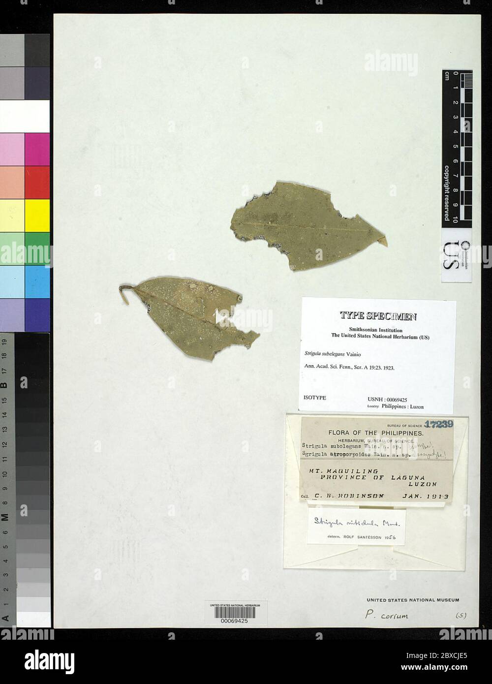 Strigula subelegans Vain Strigula subelegans Vain Stock Photo - Alamy