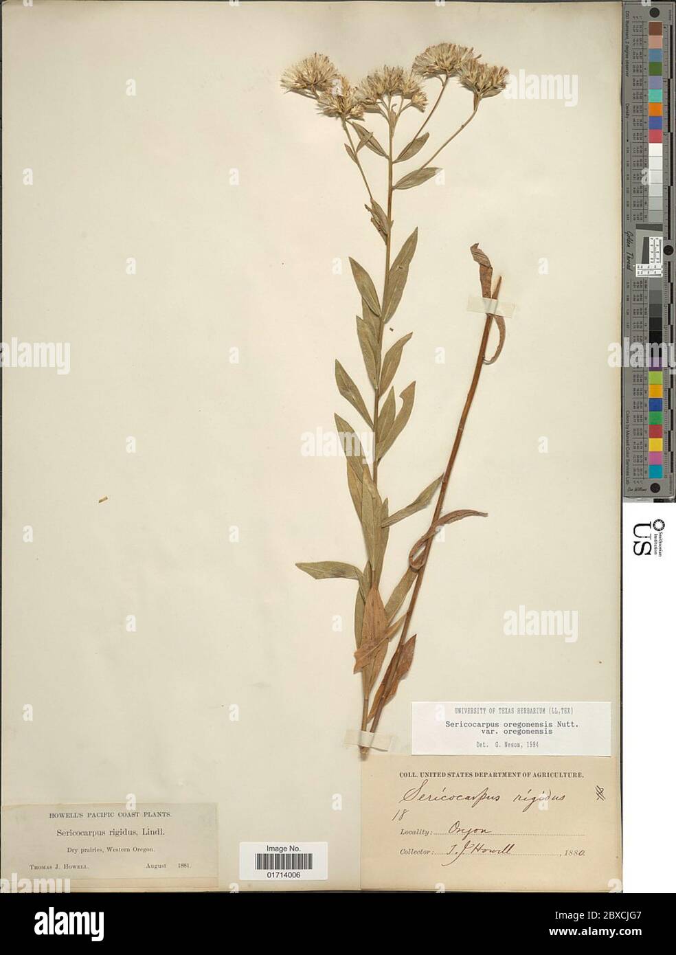 Sericocarpus hi-res stock photography and images - Alamy