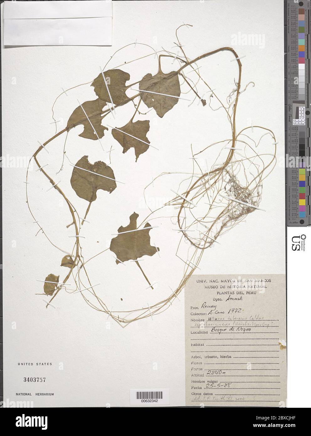 Ullucus tuberosus hi-res stock photography and images - Alamy