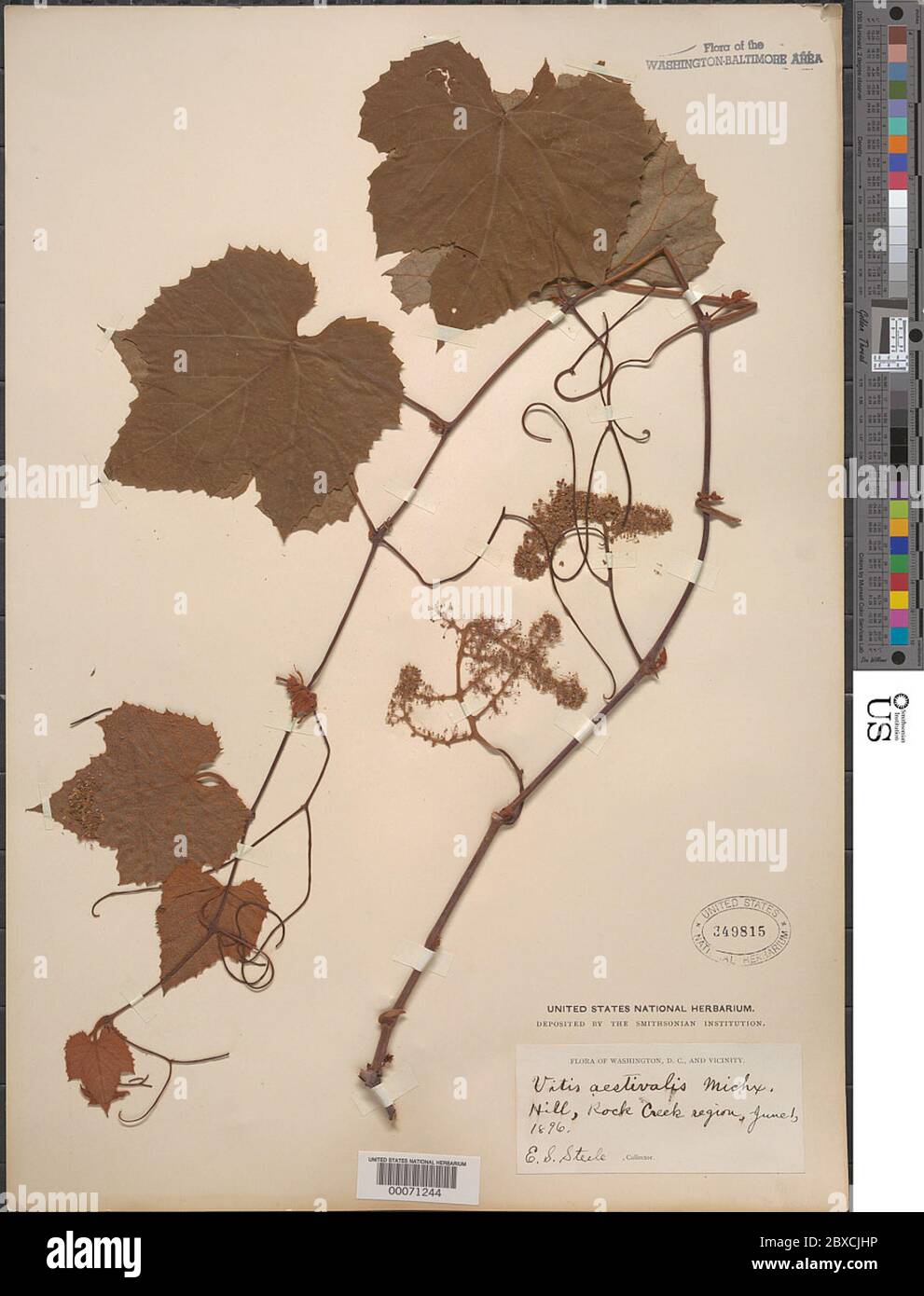 Vitis aestivalis Michx Vitis aestivalis Michx Stock Photo - Alamy