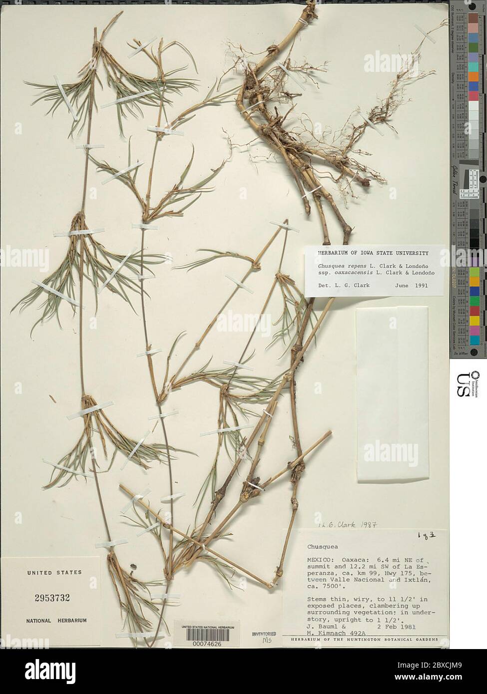 Chusquea repens subsp oaxacacensis LG Clark Londoo Chusquea repens ...