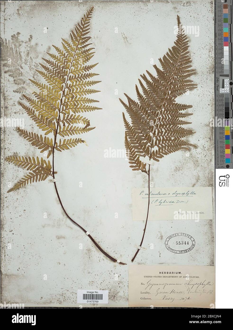 Pityrogramma hi-res stock photography and images - Alamy