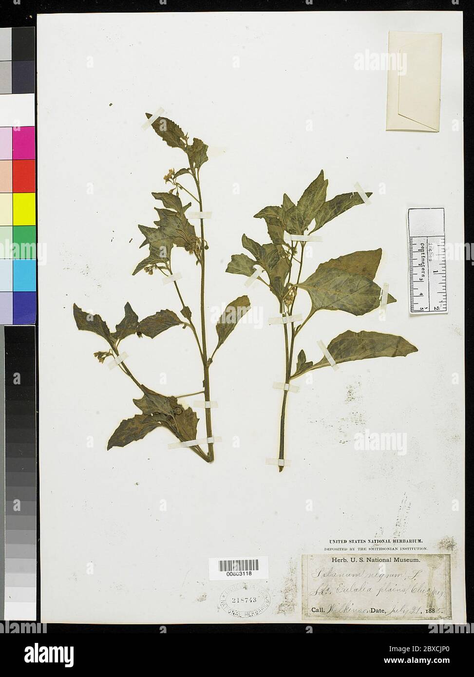 Solanum douglasii Dunal Solanum douglasii Dunal Stock Photo - Alamy