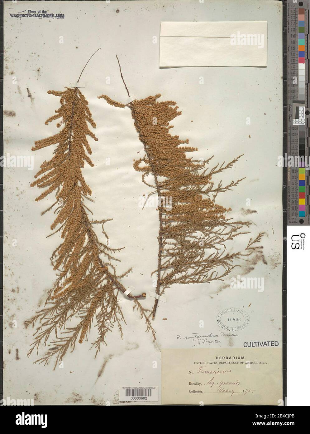 Tamarix pentandra hi-res stock photography and images - Alamy