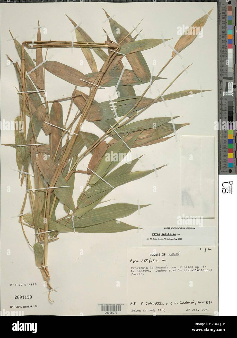 Olyra latifolia L Olyra latifolia L Stock Photo - Alamy