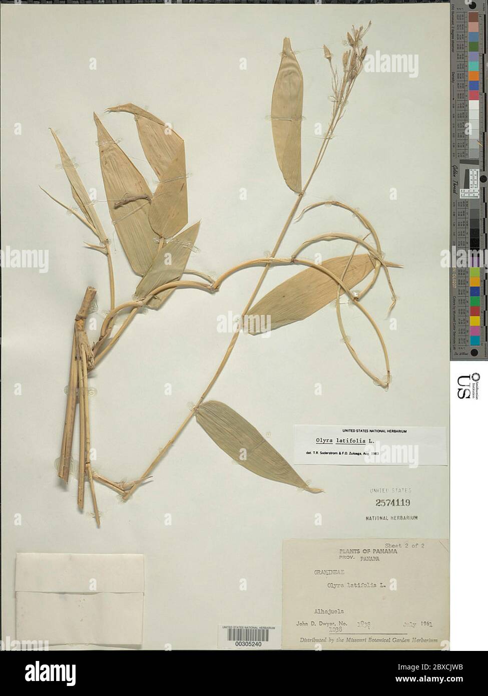 Olyra latifolia L Olyra latifolia L Stock Photo - Alamy