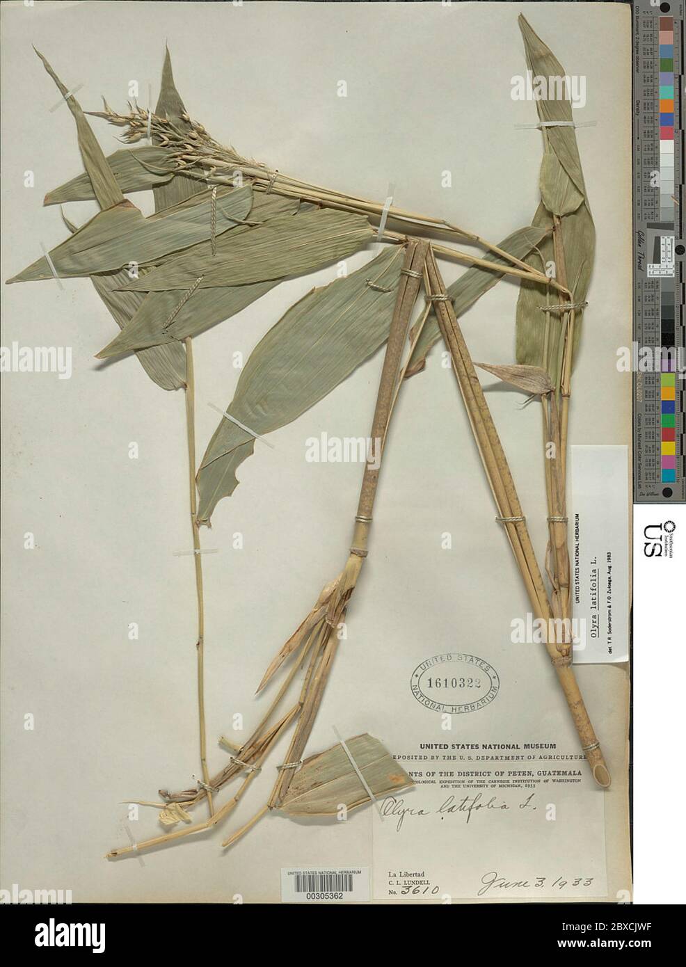 Olyra latifolia L Olyra latifolia L Stock Photo - Alamy