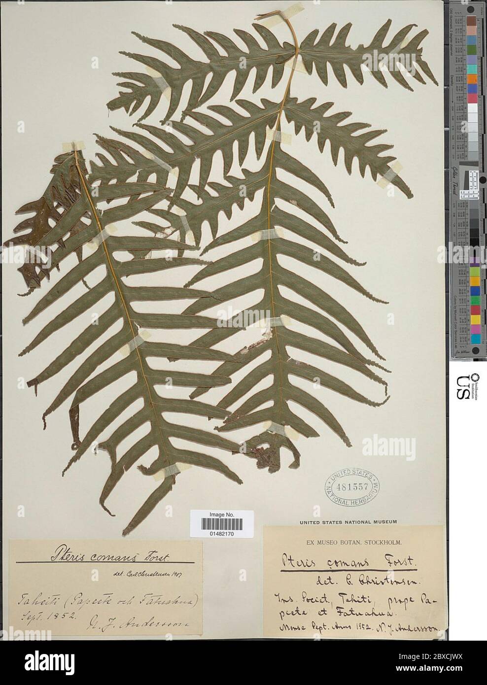 Pteris comans hi-res stock photography and images - Alamy