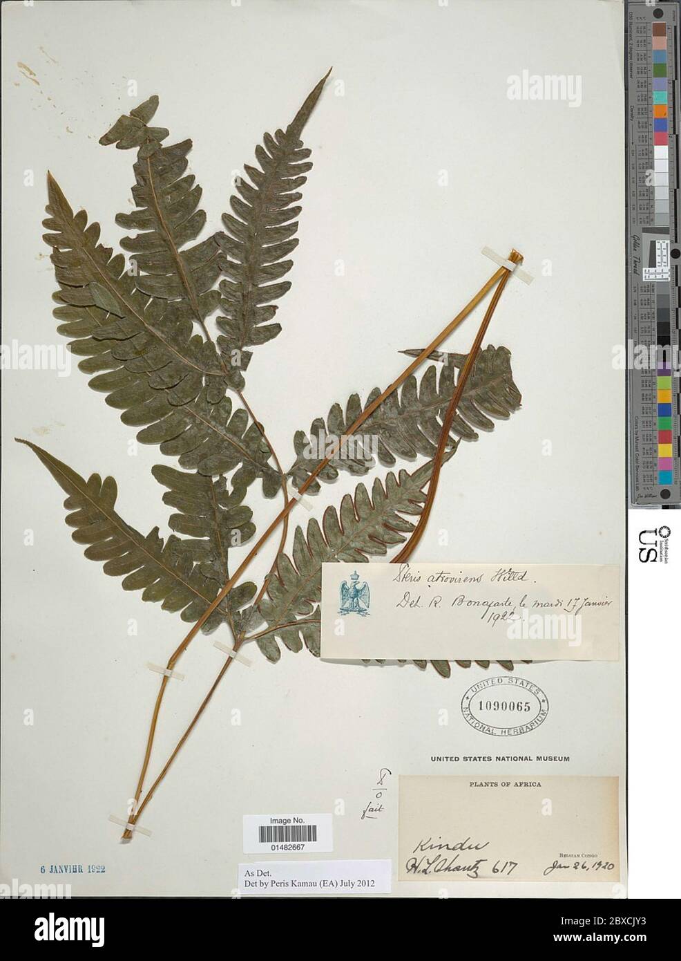 Pteris atrovirens hi-res stock photography and images - Alamy