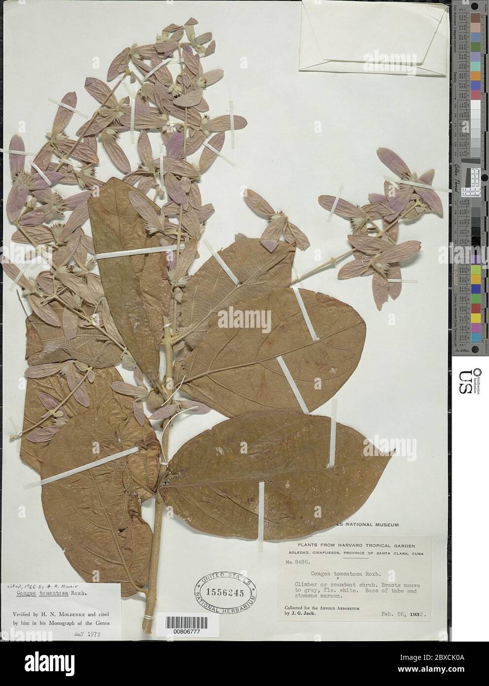 Congea tomentosa Roxb Congea tomentosa Roxb Stock Photo - Alamy