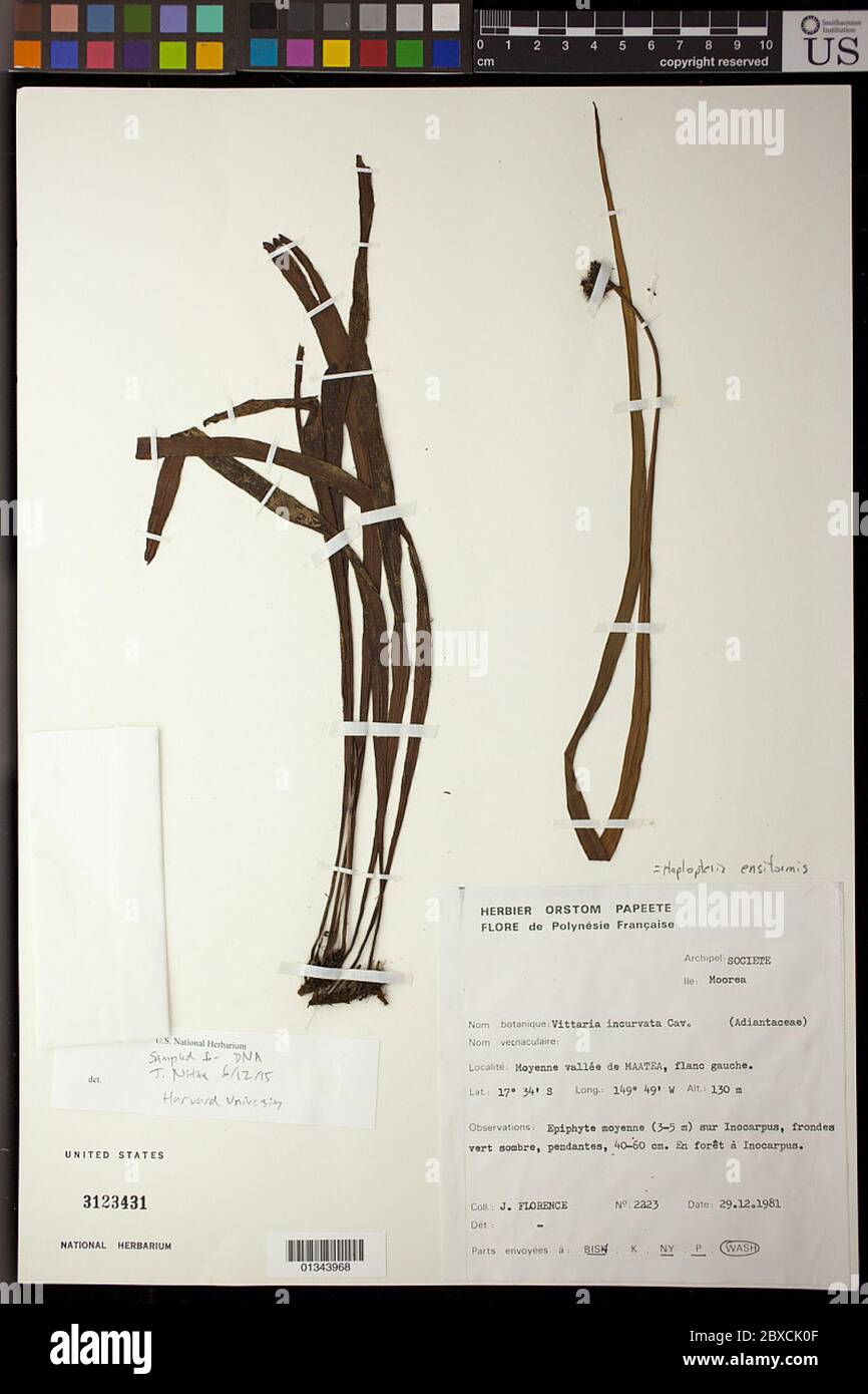 Haplopteris hi-res stock photography and images - Alamy