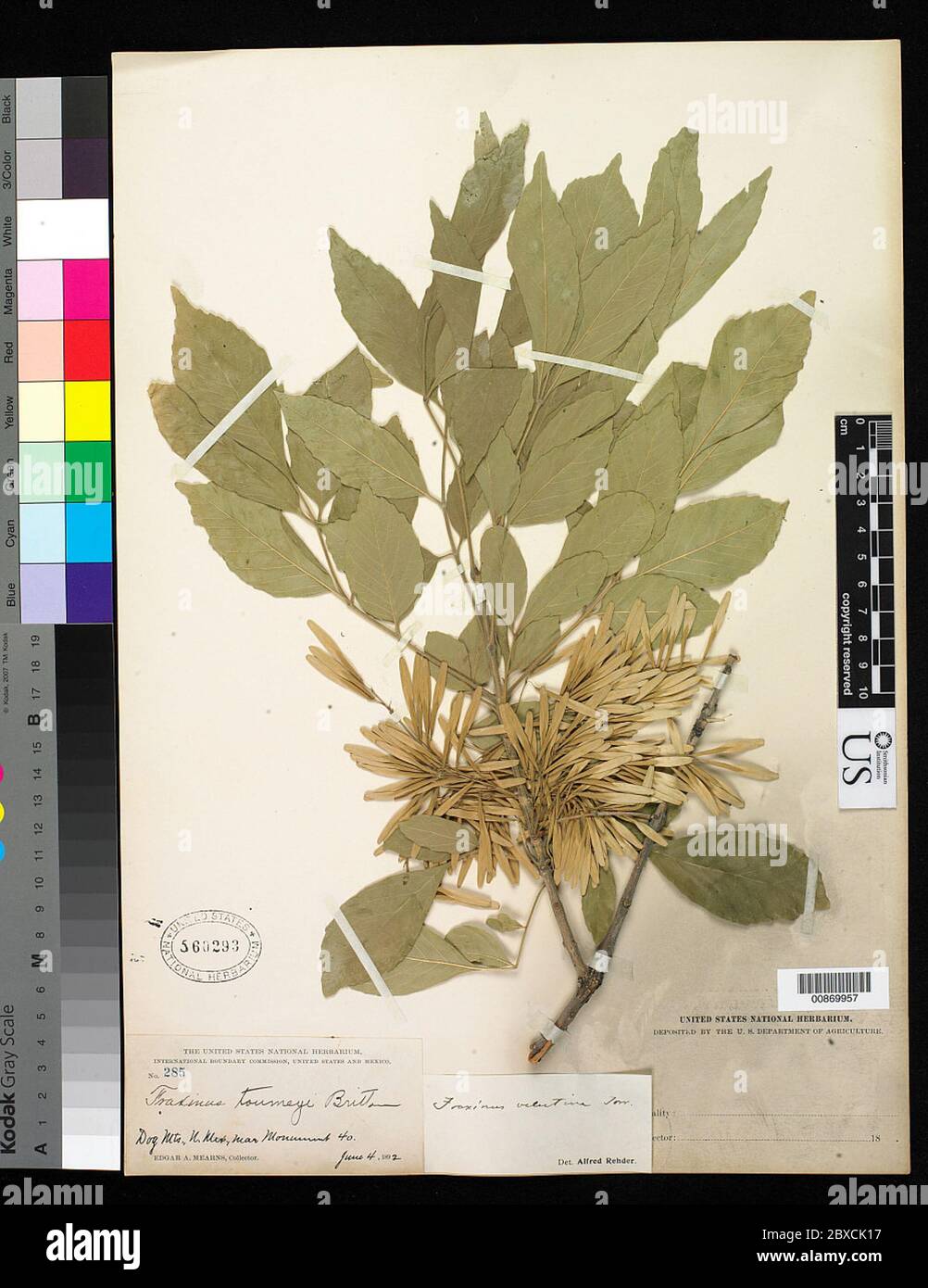 Fraxinus Velutina High Resolution Stock Photography and Images - Alamy