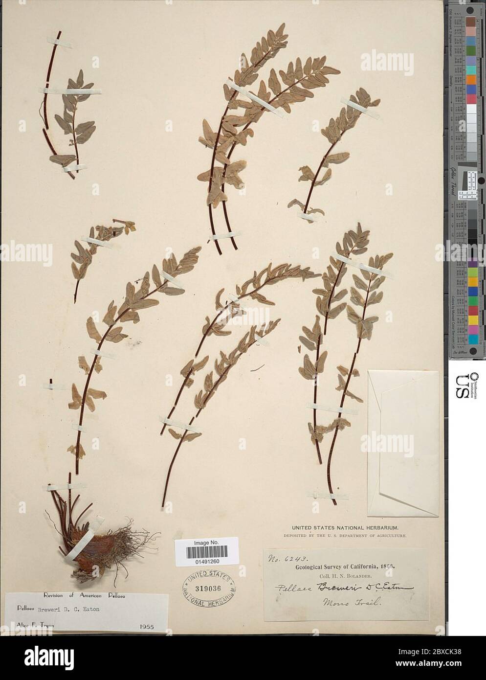 Pellaea breweri DC Eaton Pellaea breweri DC Eaton Stock Photo - Alamy