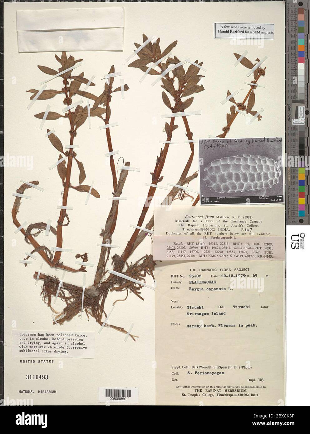 Bergia hi-res stock photography and images - Alamy