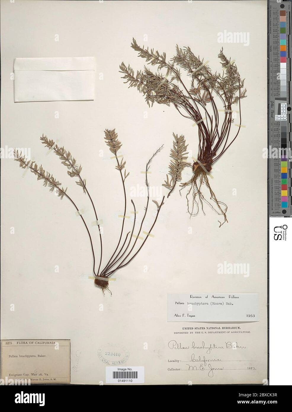 Pellaea brachyptera T Moore Baker Pellaea brachyptera T Moore Baker ...