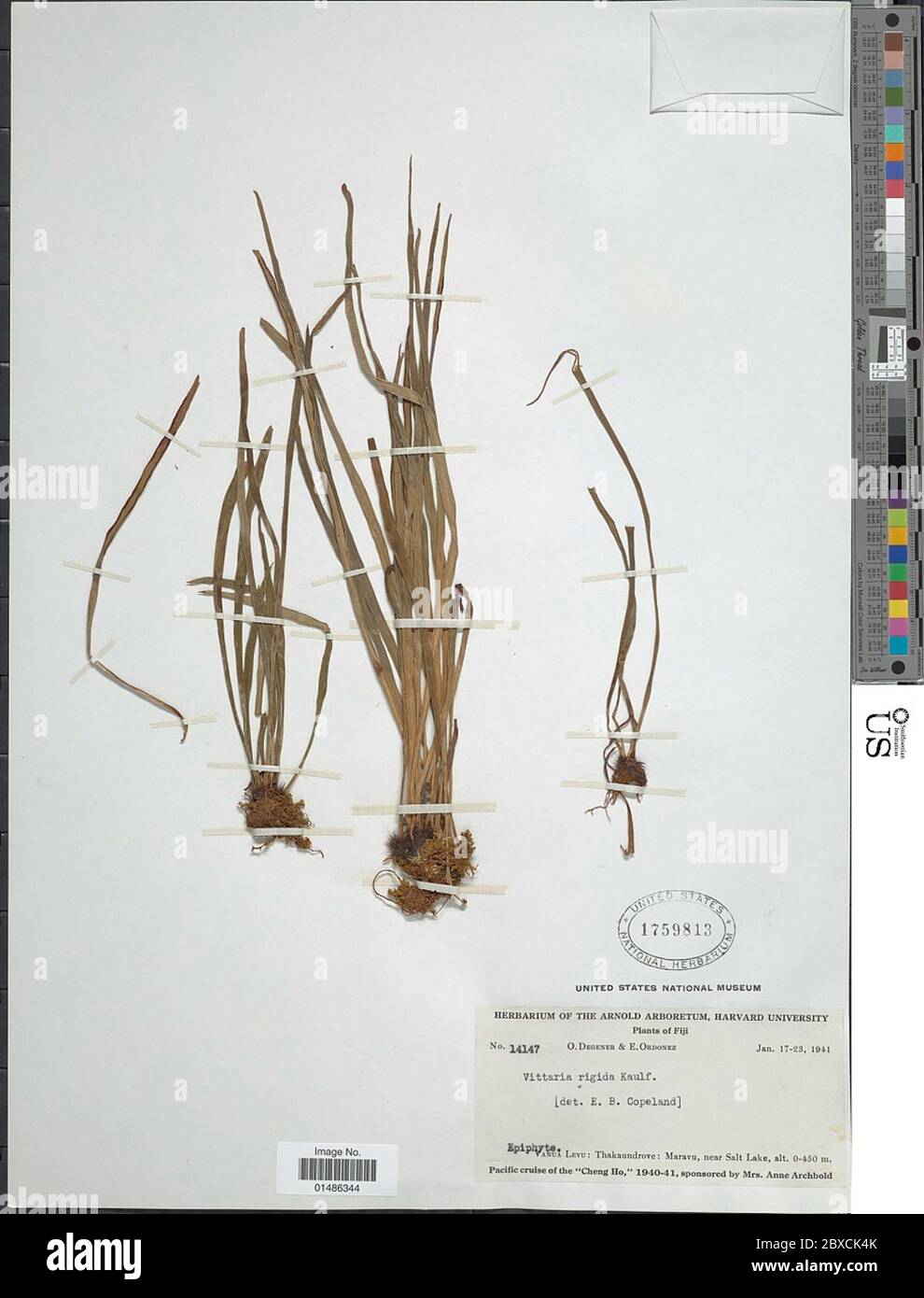 Haplopteris rigida comb in ed Haplopteris rigida comb in ed Stock Photo ...