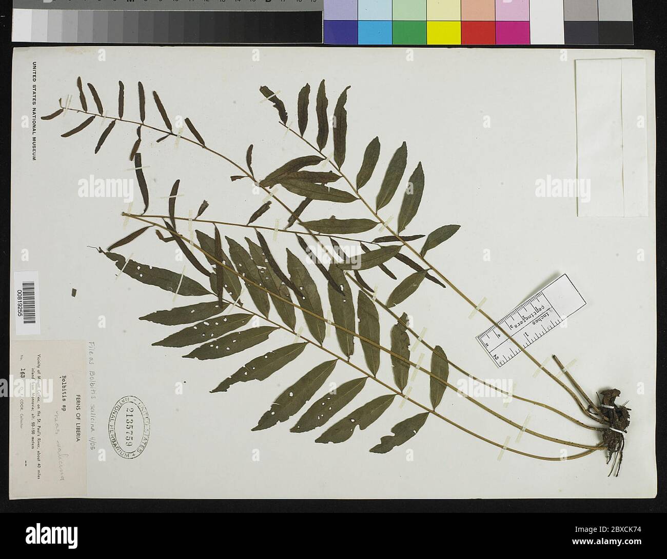 Bolbitis salicina Hook Ching Bolbitis salicina Hook Ching Stock Photo ...