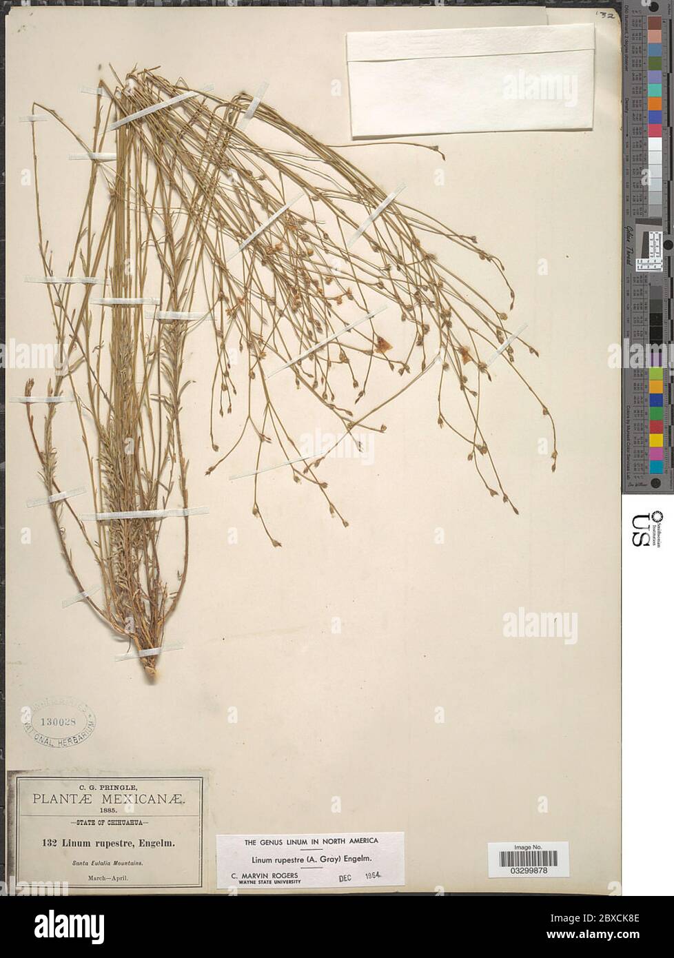 Linum rupestre Engelm Linum rupestre Engelm Stock Photo - Alamy