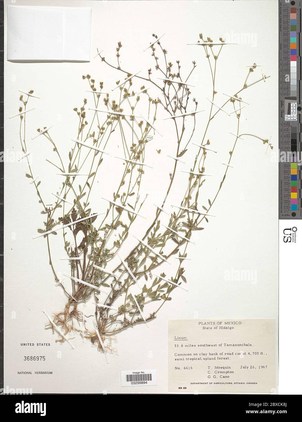 Linum sp hi-res stock photography and images - Alamy