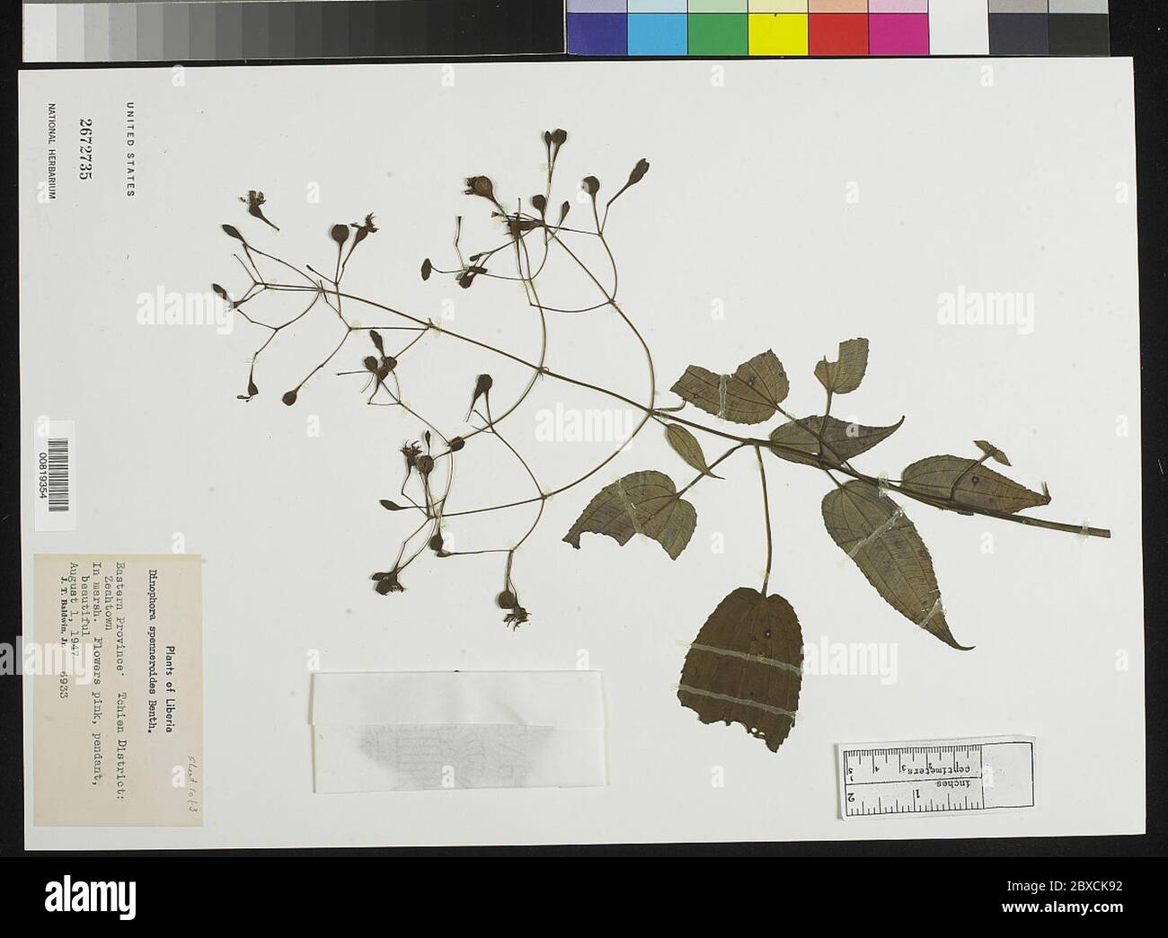 Dinophora spenneroides Benth Dinophora spenneroides Benth Stock Photo ...