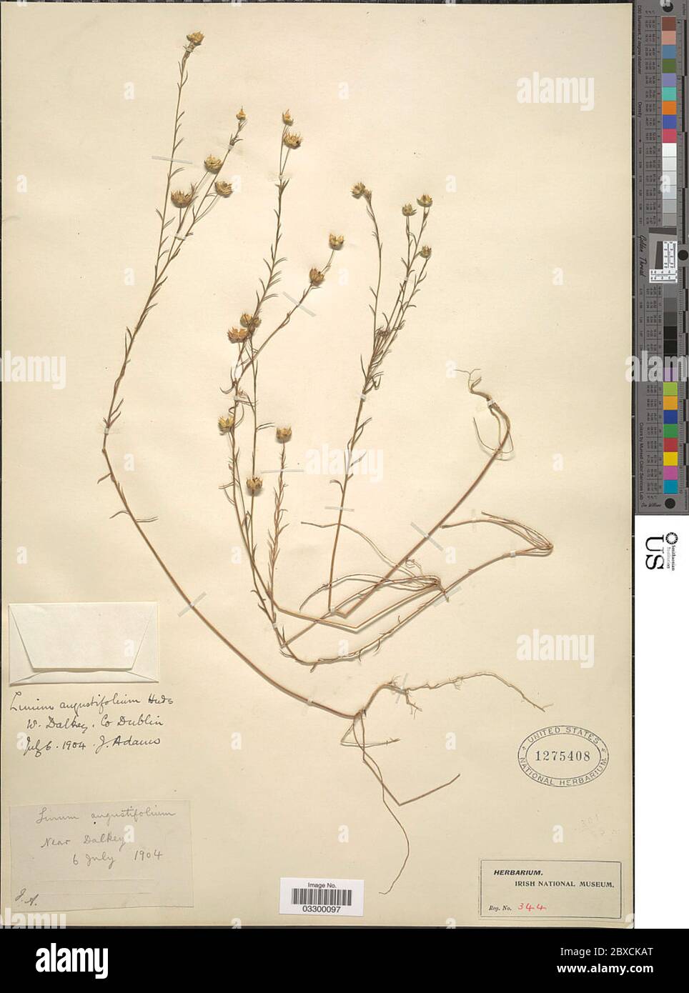 Linum angustifolium Huds Linum angustifolium Huds Stock Photo - Alamy