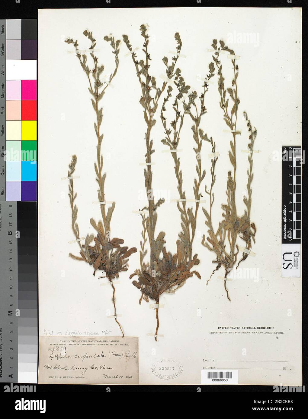 Lappula texana Scheele Britton Lappula texana Scheele Britton Stock ...