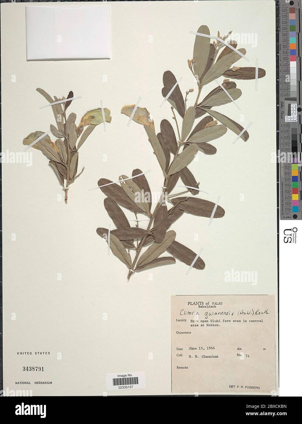 Clitoria cajanifolia Benth Clitoria cajanifolia Benth Stock Photo - Alamy