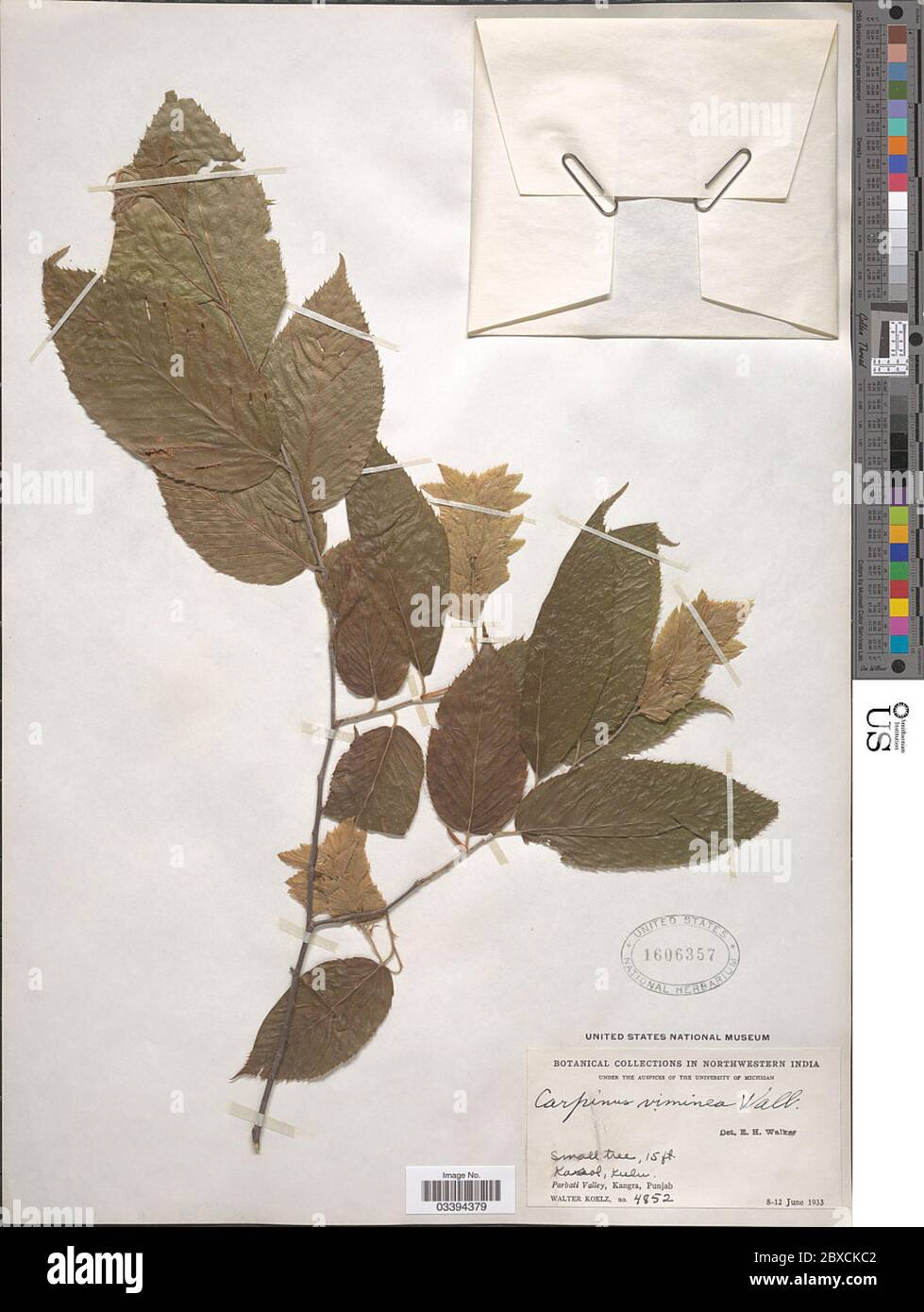 Carpinus viminea var viminea Carpinus viminea var viminea Stock Photo ...