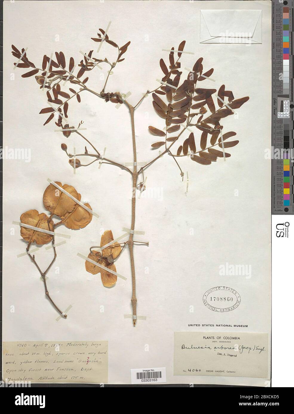 Bulnesia arborea Bulnesia arborea Stock Photo - Alamy