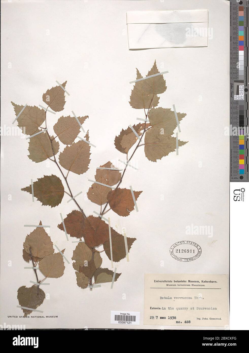 Betula verrucosa Ehrh Betula verrucosa Ehrh Stock Photo - Alamy