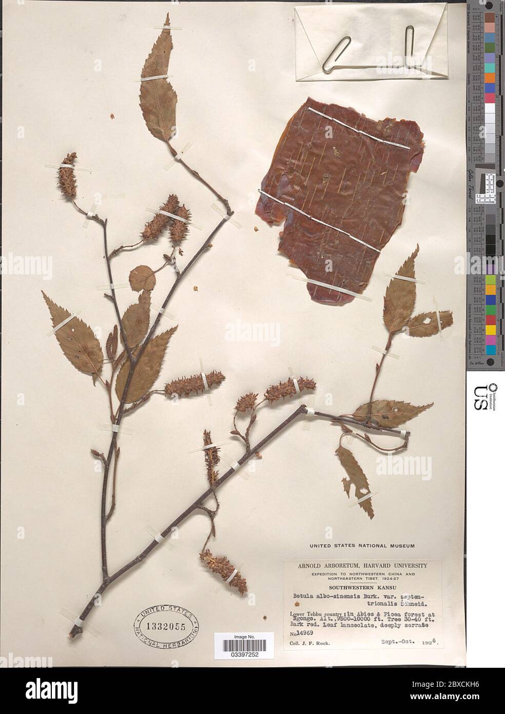 Burkill hi-res stock photography and images - Alamy