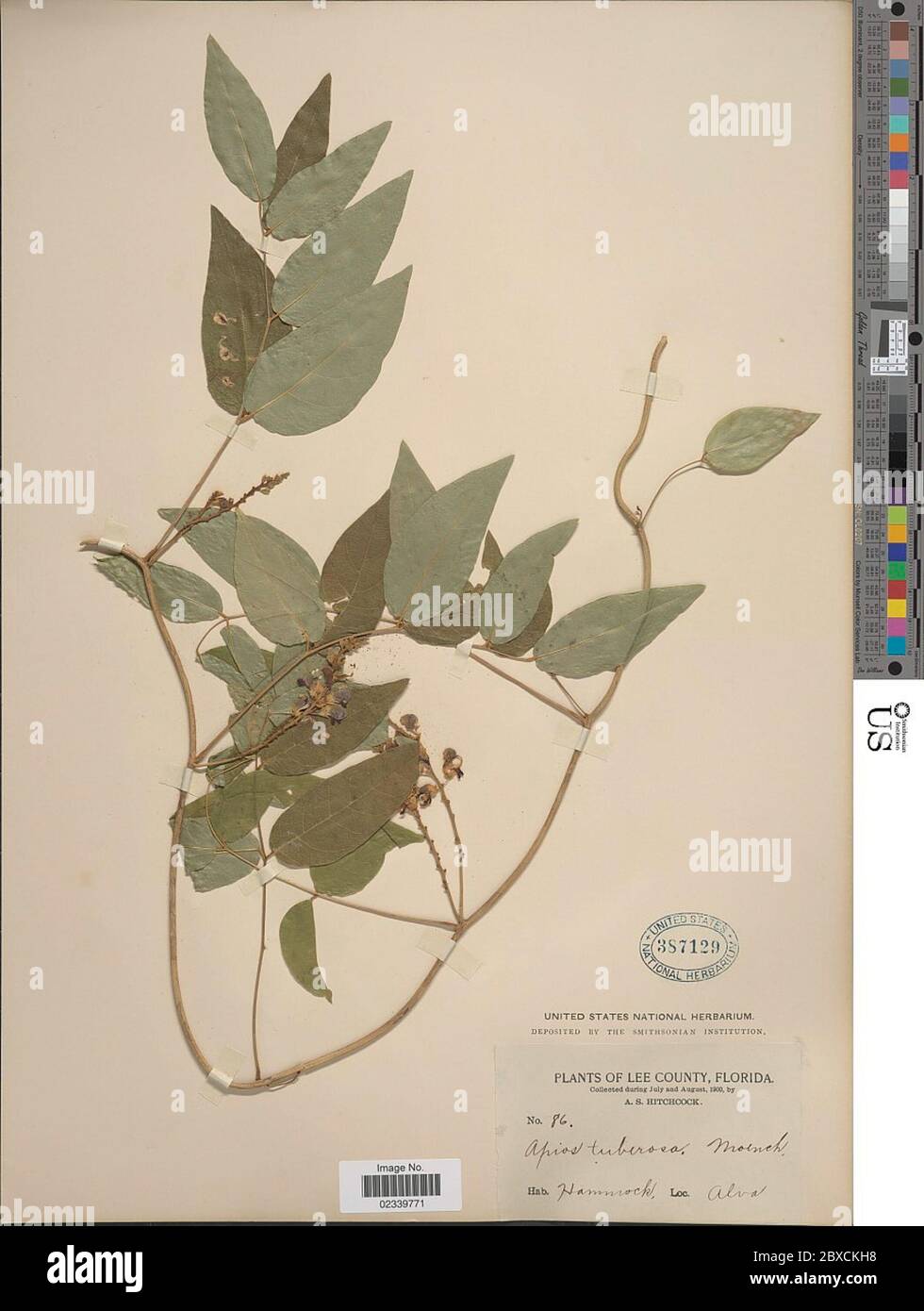 Apios americana Medik Apios americana Medik Stock Photo - Alamy