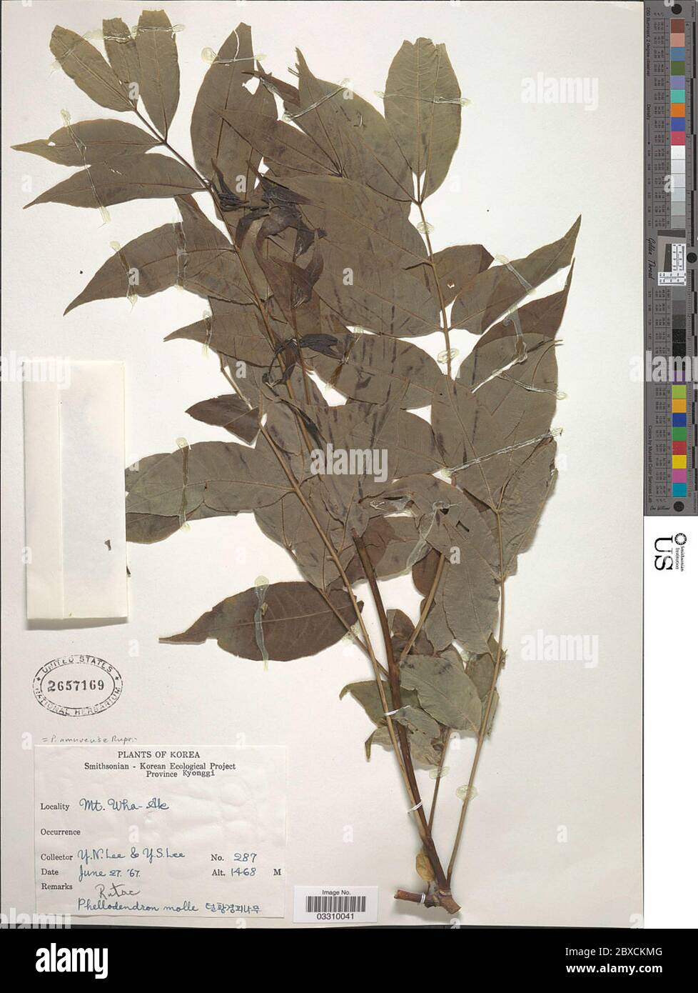 Phellodendron amurense Rupr Phellodendron amurense Rupr Stock Photo - Alamy