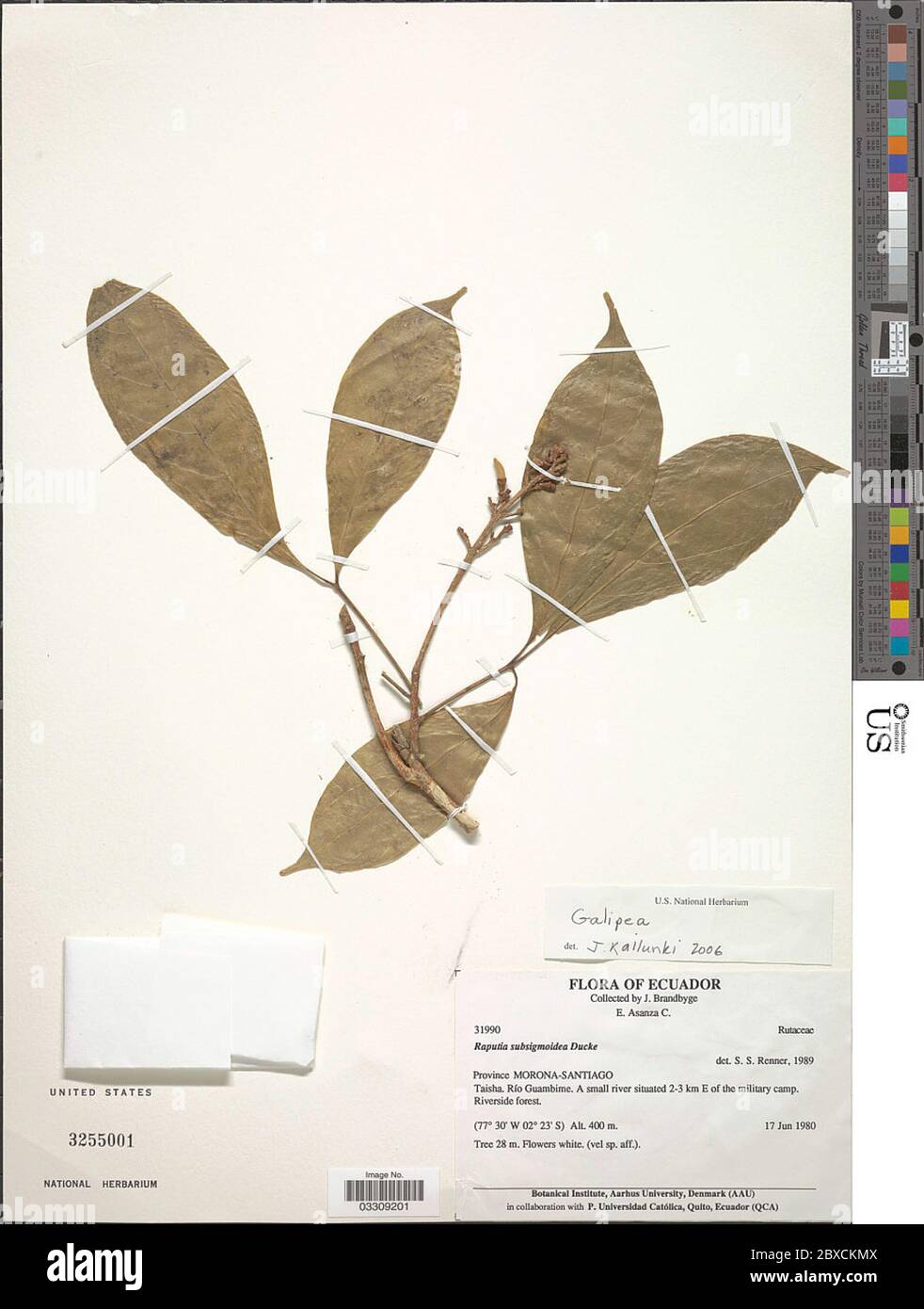 Galipea hi-res stock photography and images - Alamy