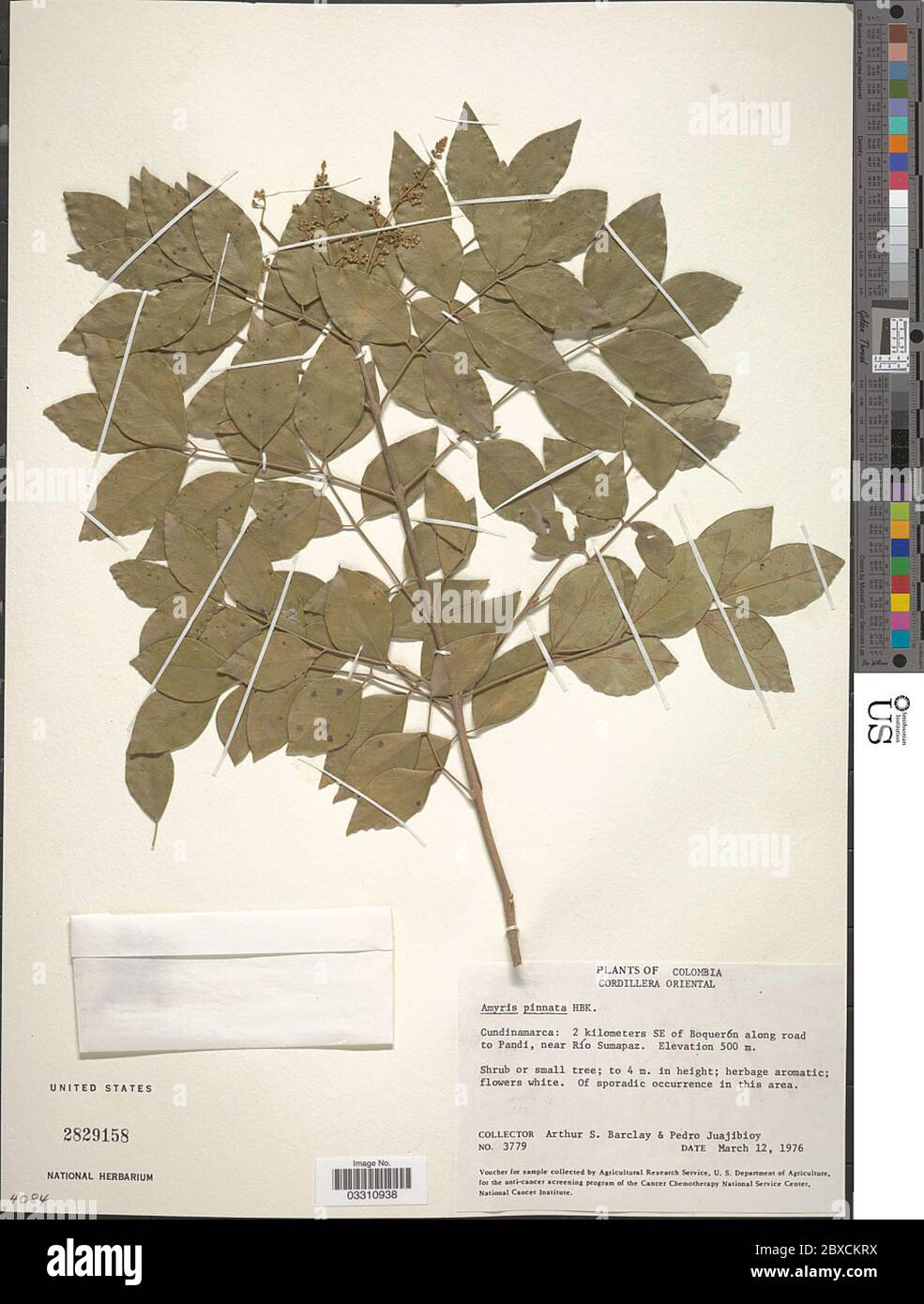 Amyris pinnata Kunth Amyris pinnata Kunth Stock Photo - Alamy