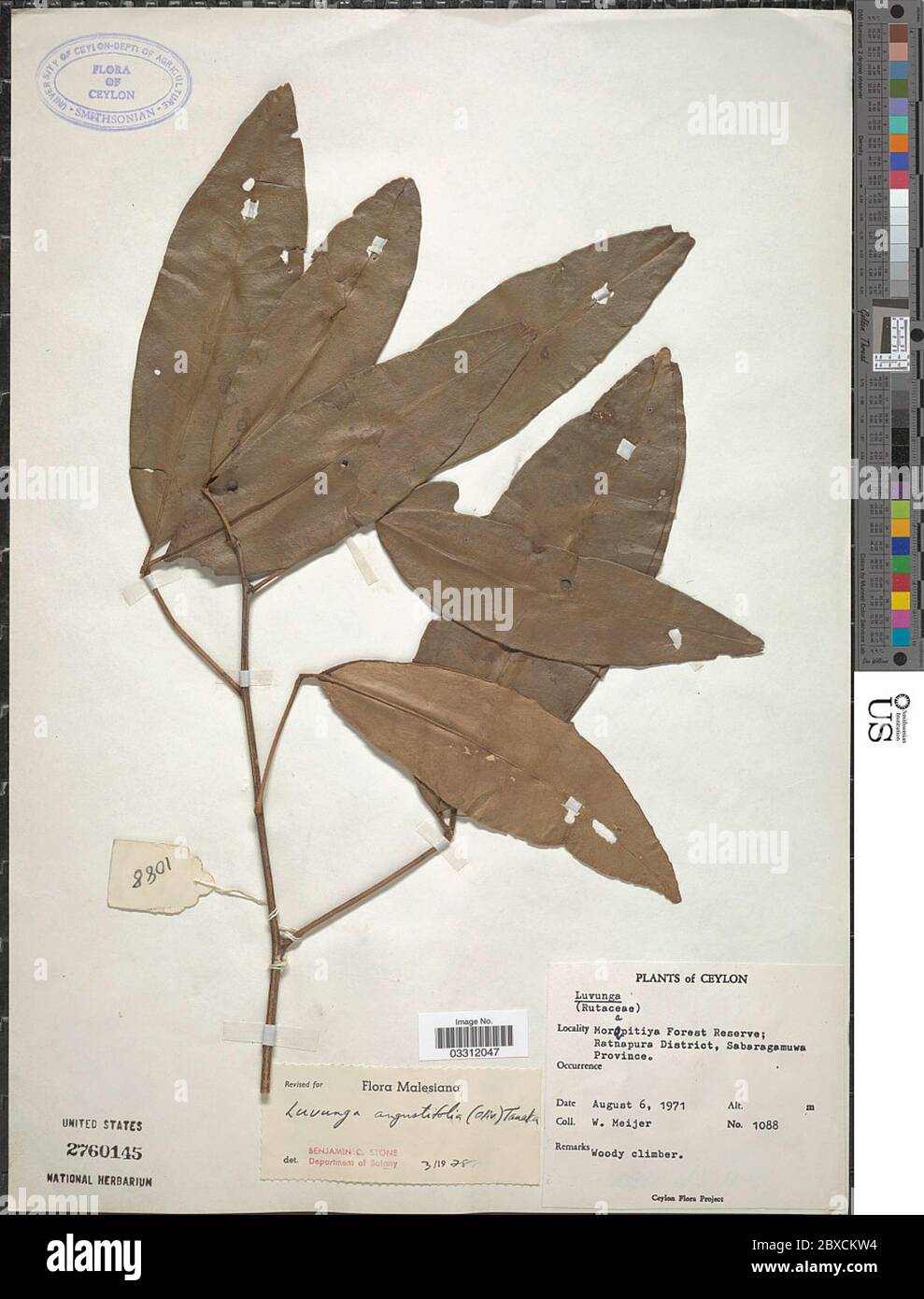 Luvunga angustifolia Luvunga angustifolia Stock Photo - Alamy