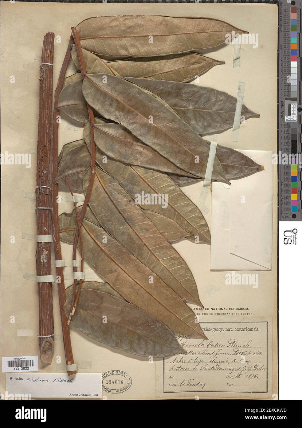 Simaba cedron Planch Simaba cedron Planch Stock Photo - Alamy