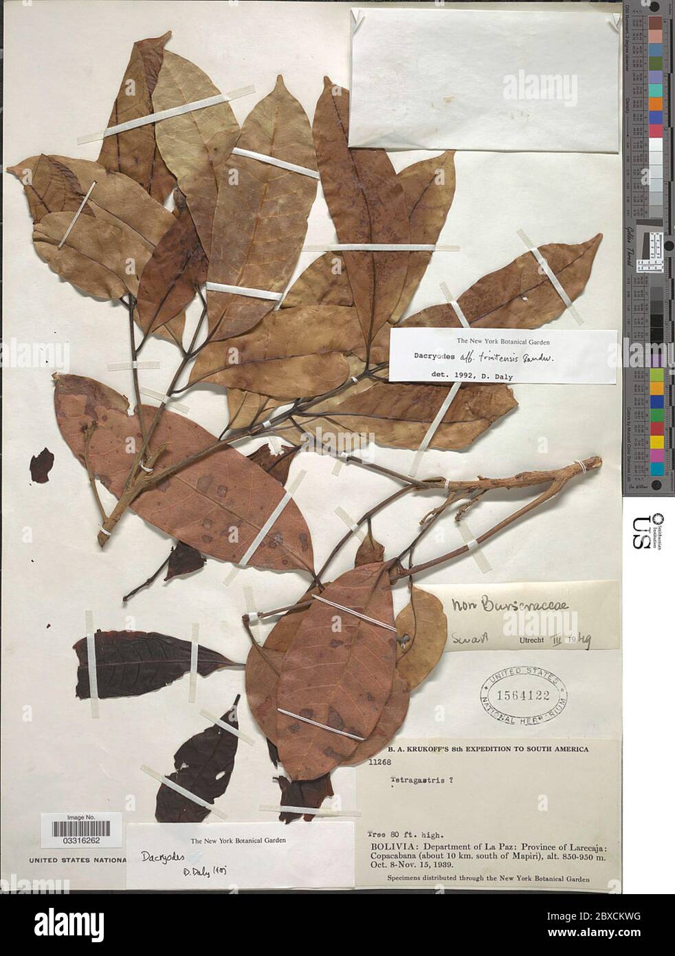 Dacryodes trinitensis Sandwith Dacryodes trinitensis Sandwith Stock ...